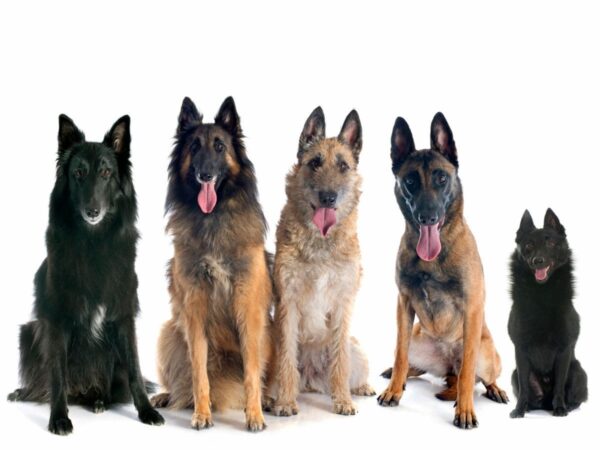 4 Tipos de Pastor Belga: Conoce sus Características y Usos | Eyra Can